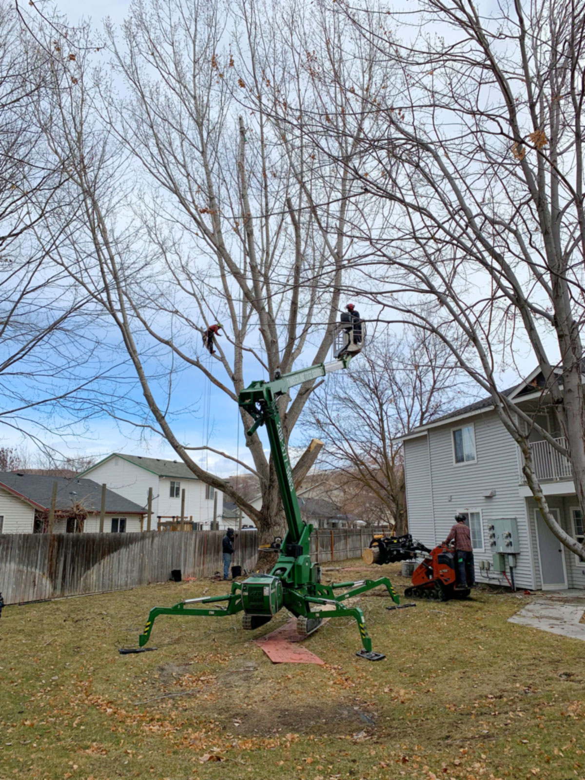 Tree Removal - Timberline Tree and Shrub