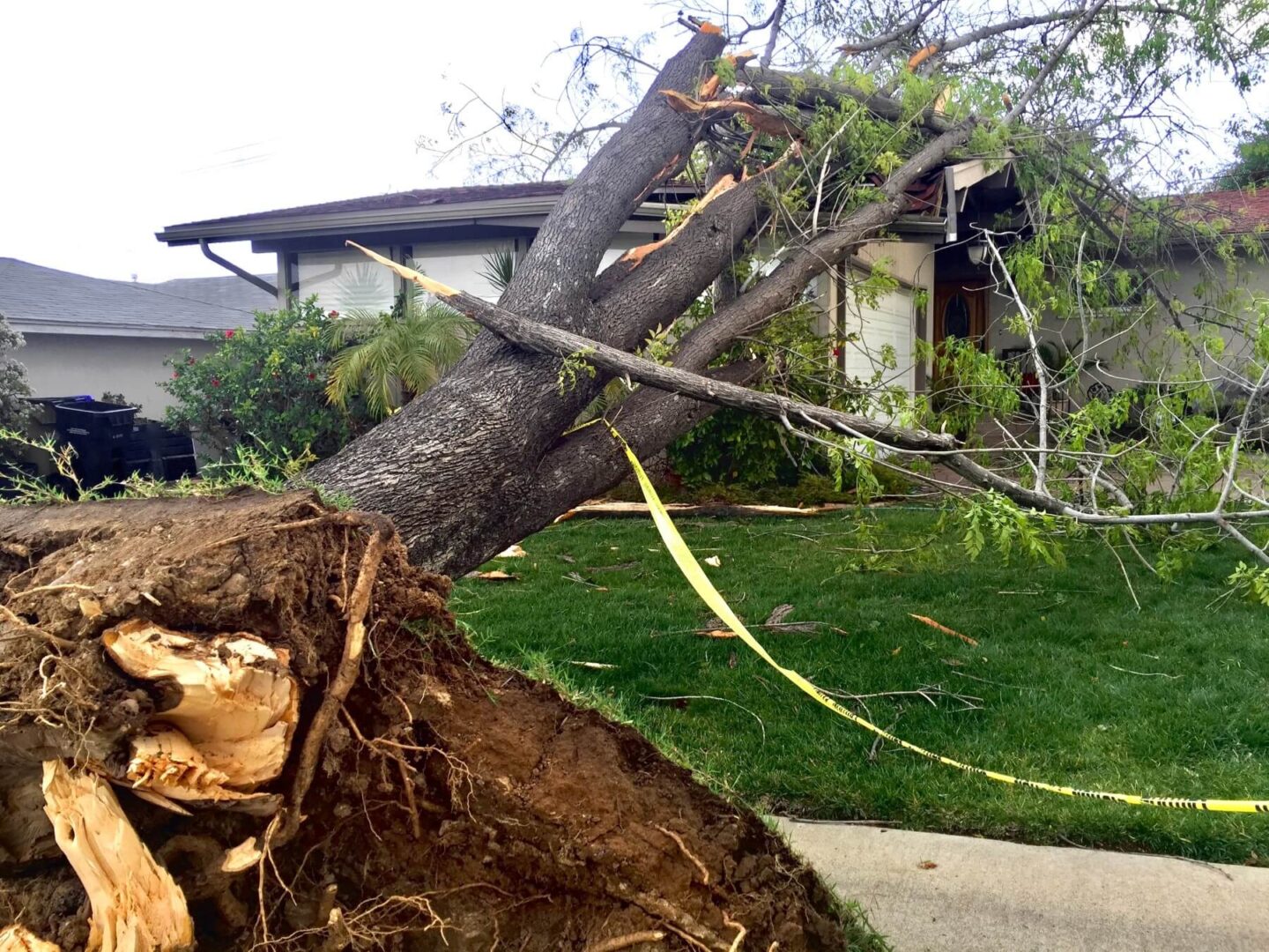 Emergency Tree Services - Timberline Tree and Shrub